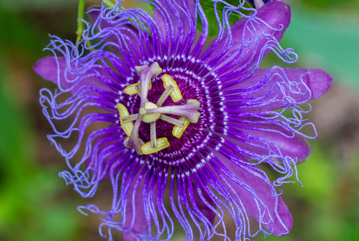 Lowering Glutamate | Passion Flower – Nourished Blessings